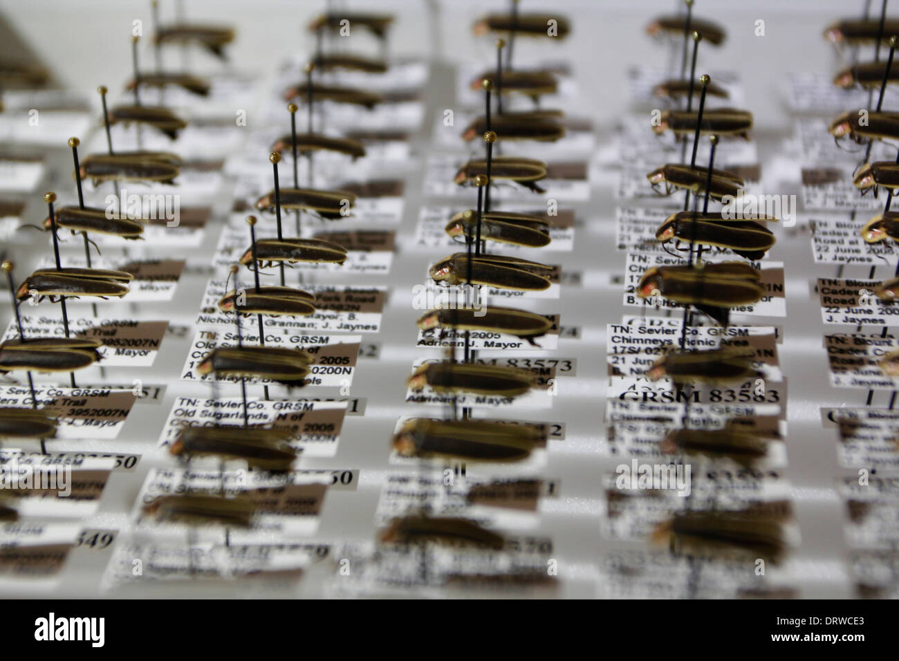 Firefly in insect collection box Stock Photo - Alamy