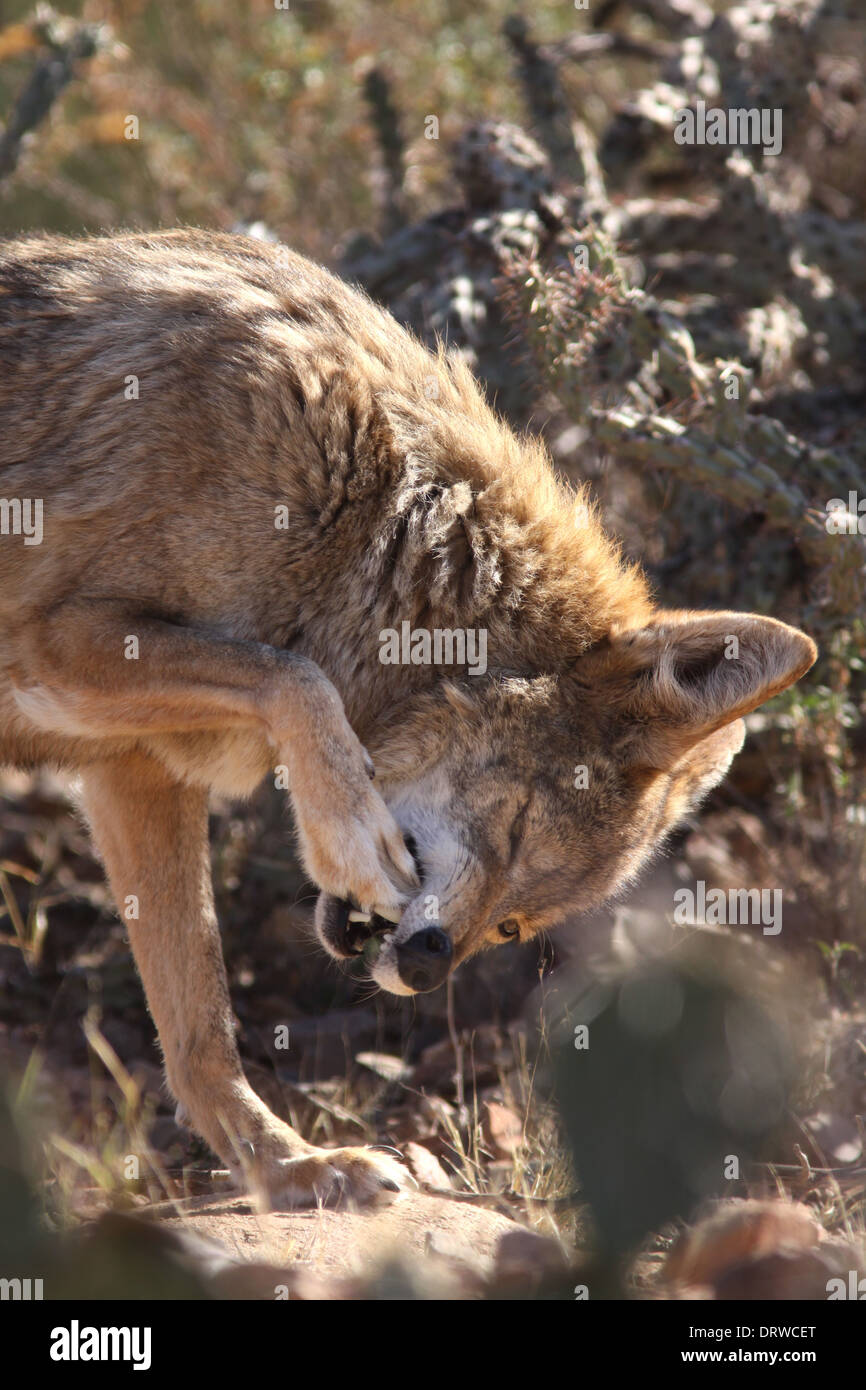 Coyote hunting in Arizona sonoran desert Stock Photo - Alamy