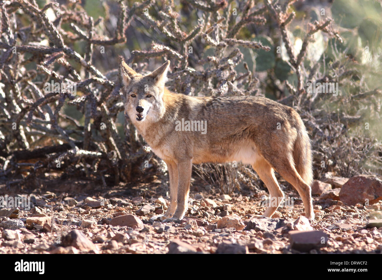 Coyote hunting in Arizona sonoran desert Stock Photo - Alamy