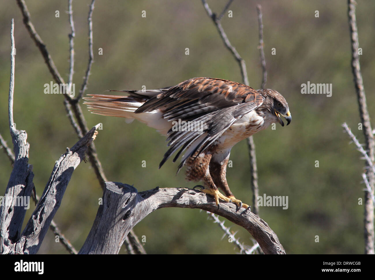 Desert hawk hi-res stock photography and images - Alamy