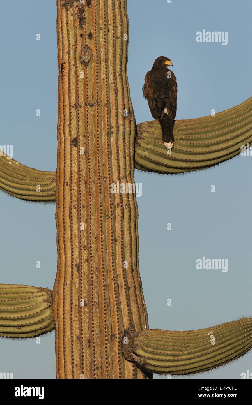 Harris hawk on saguaro cactus Arizona Sonoran desert Stock Photo - Alamy