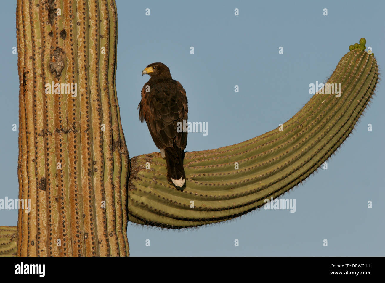 Harris Hawk Cactus High Resolution Stock Photography and Images - Alamy