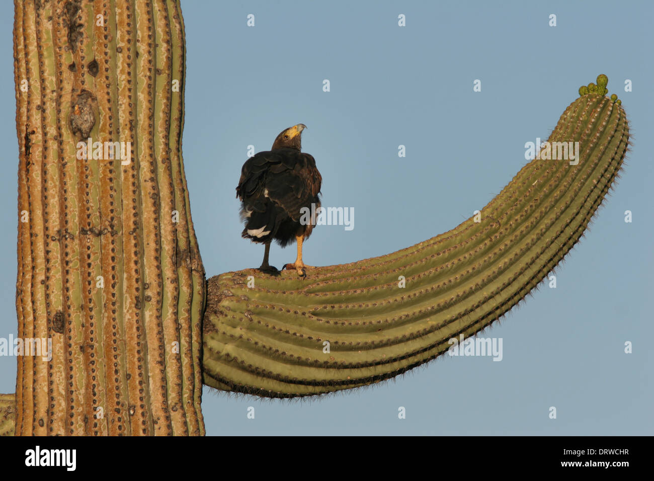 Harris hawk on saguaro cactus Arizona Sonoran desert Stock Photo - Alamy