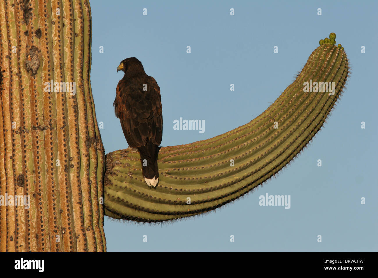Harris hawk on saguaro cactus Arizona Sonoran desert Stock Photo - Alamy