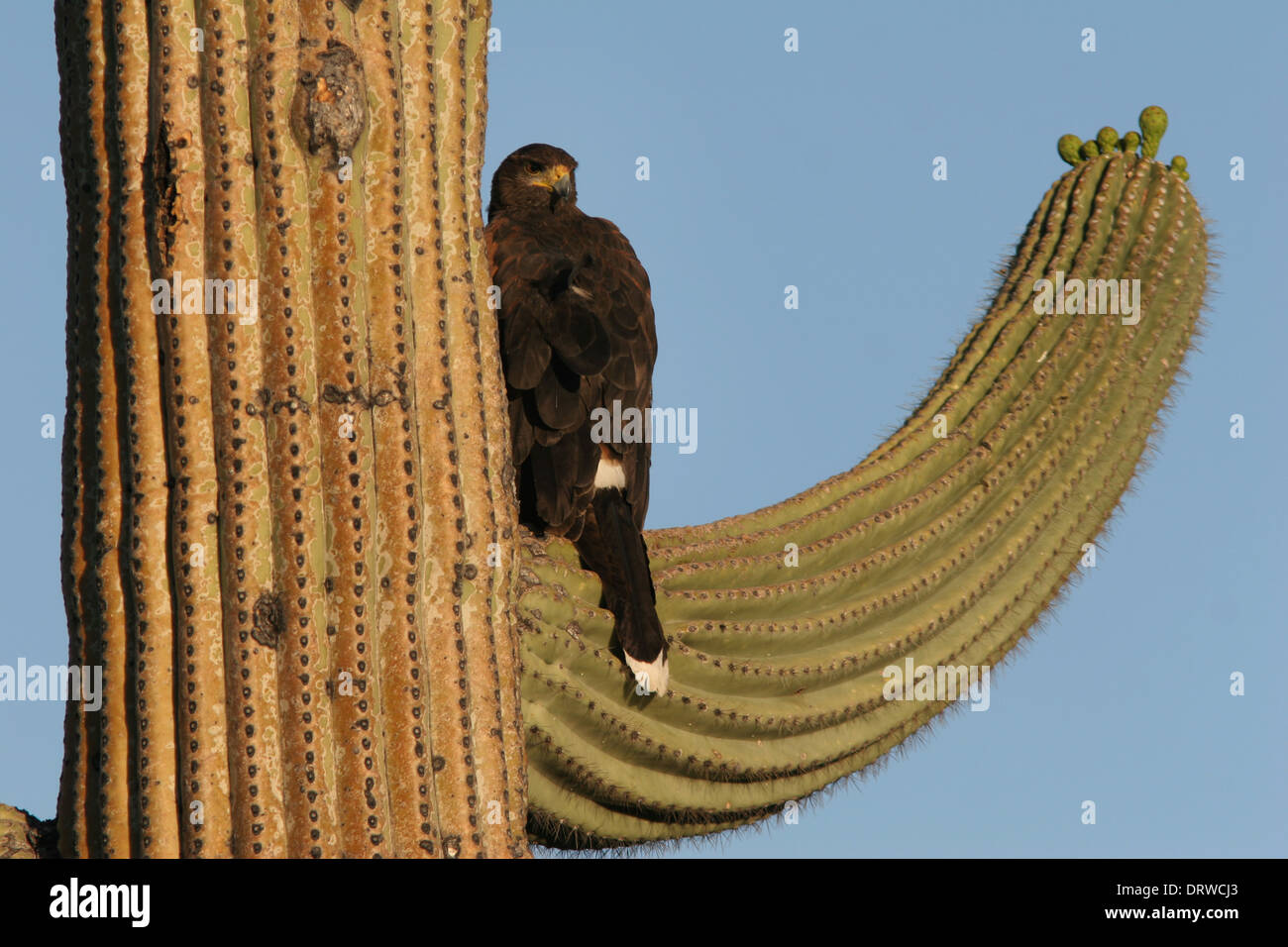 Harris hawk on saguaro cactus Arizona Sonoran desert Stock Photo - Alamy