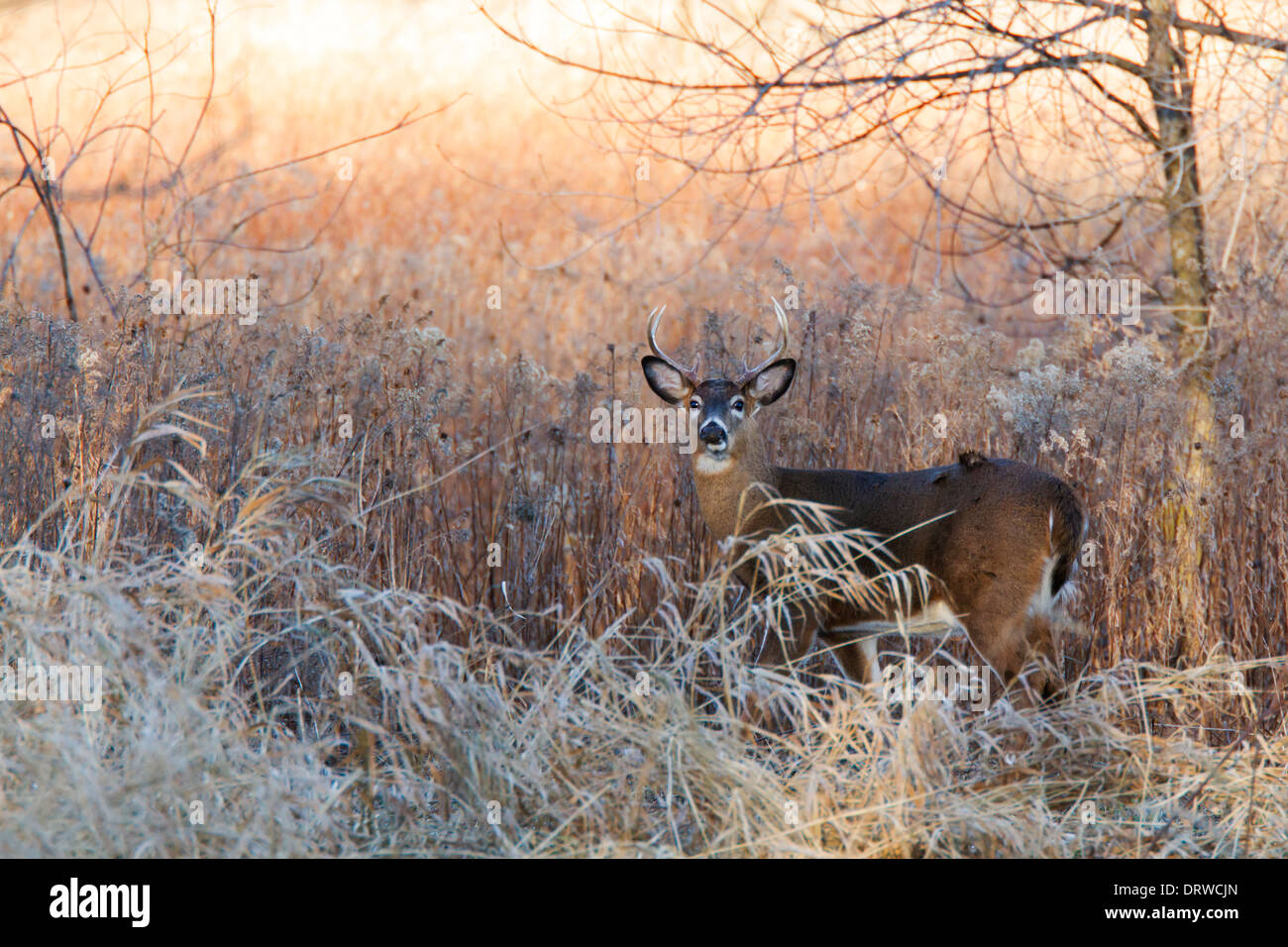 Whitetail buck hi-res stock photography and images - Alamy
