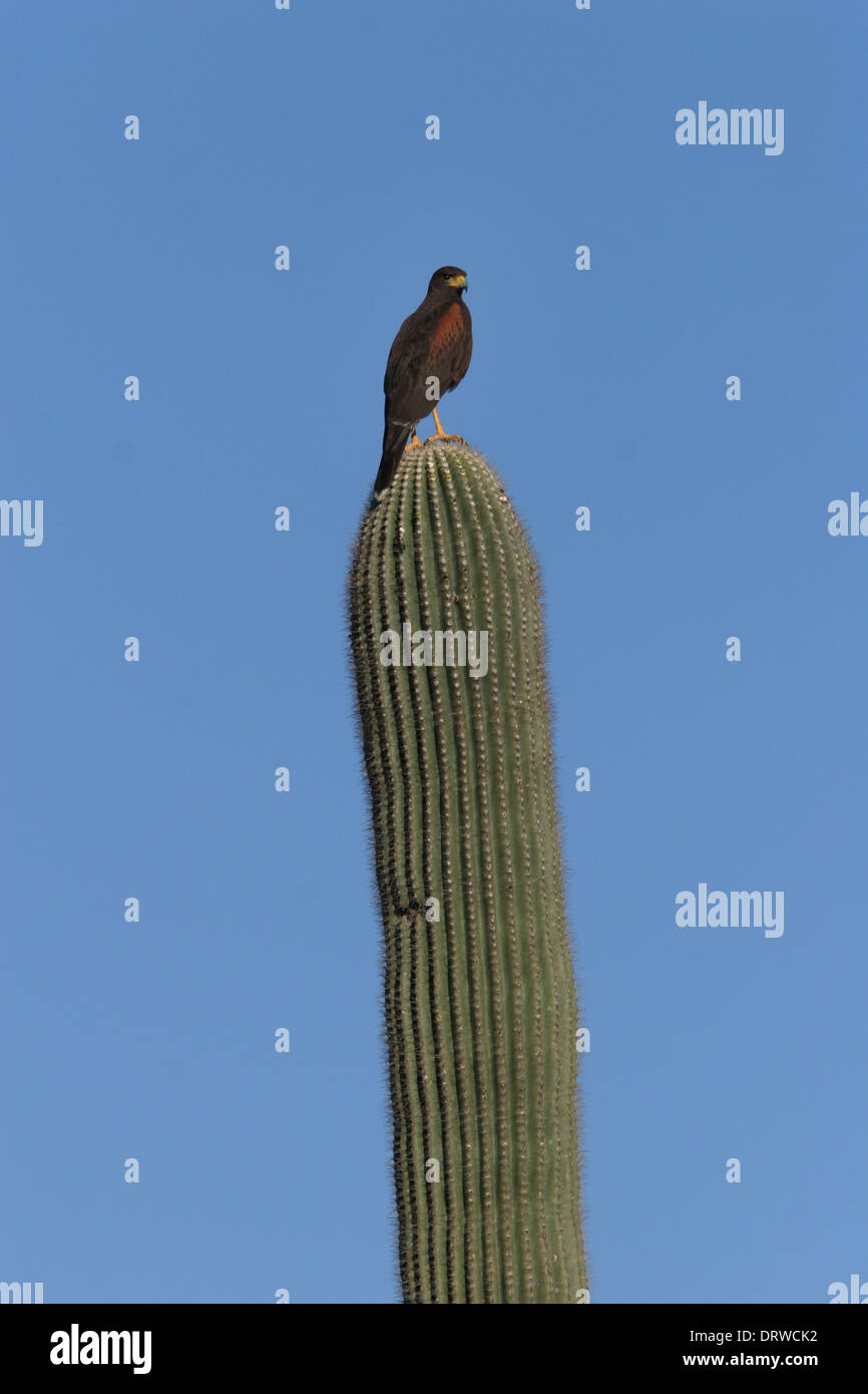 Harris hawk on saguaro cactus hi-res stock photography and images - Alamy