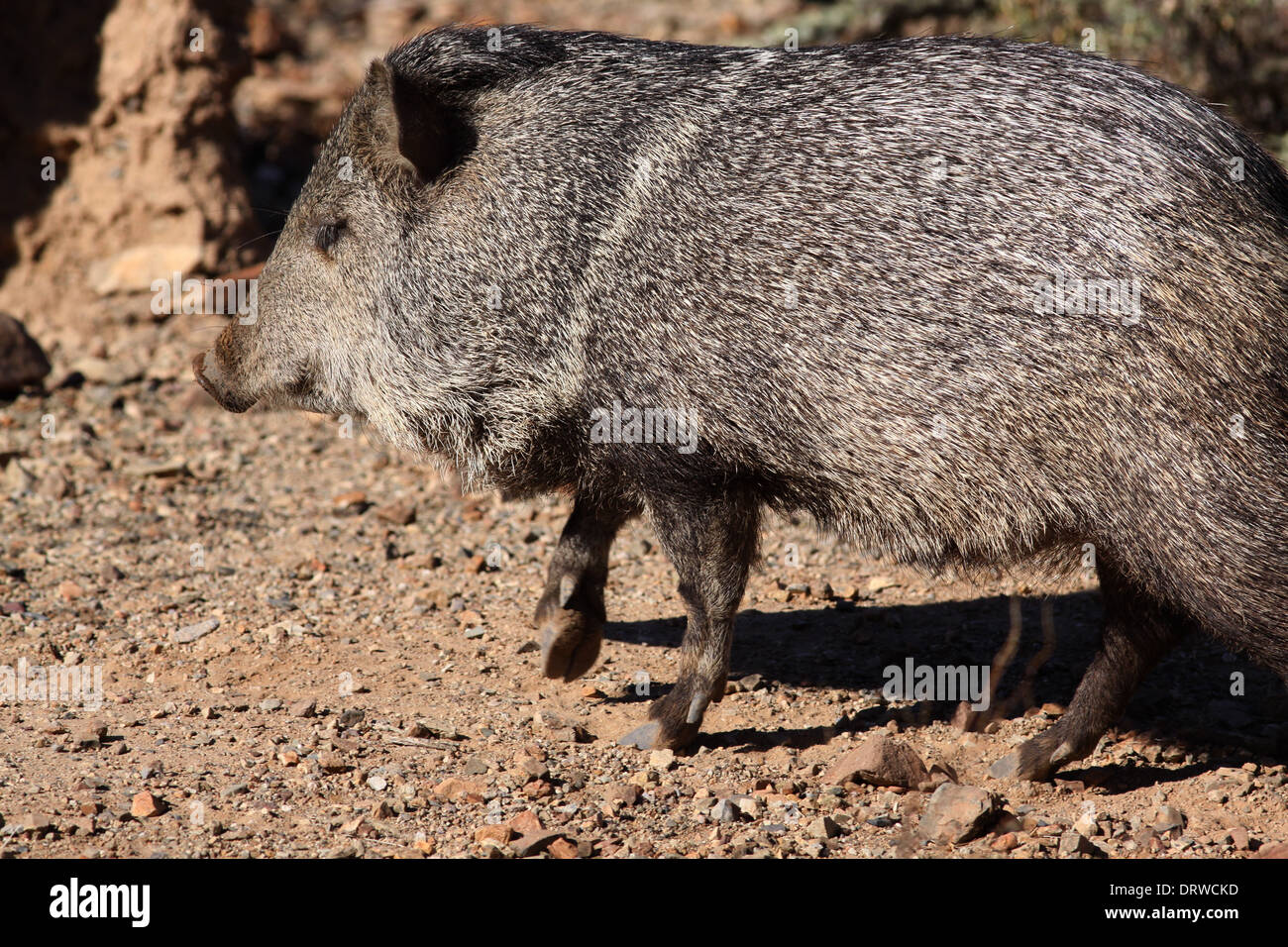 Javelina Arizona sonoran desert Stock Photo - Alamy