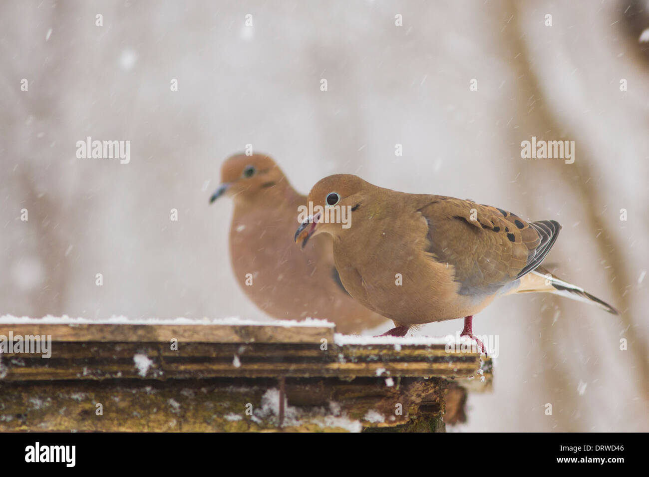 Dove in snow storm hi-res stock photography and images - Alamy