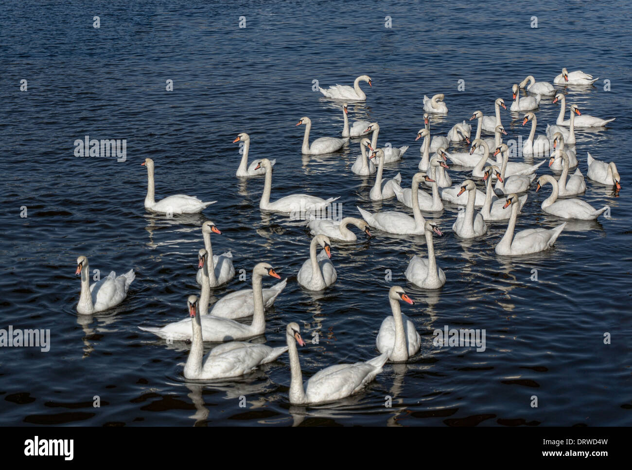 Some swans swimming on a river Stock Photo - Alamy
