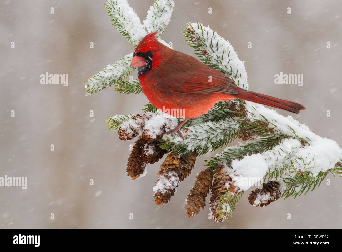 Masked cardinal hi-res stock photography and images - Alamy