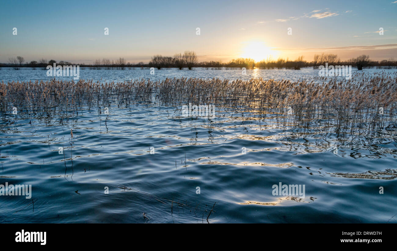 Habitat rivers and wetlands hi-res stock photography and images - Alamy