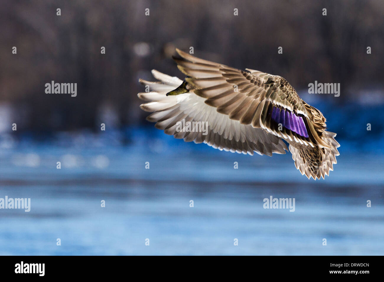 Mallard duck in flight in Canadian harsh winter Stock Photo - Alamy