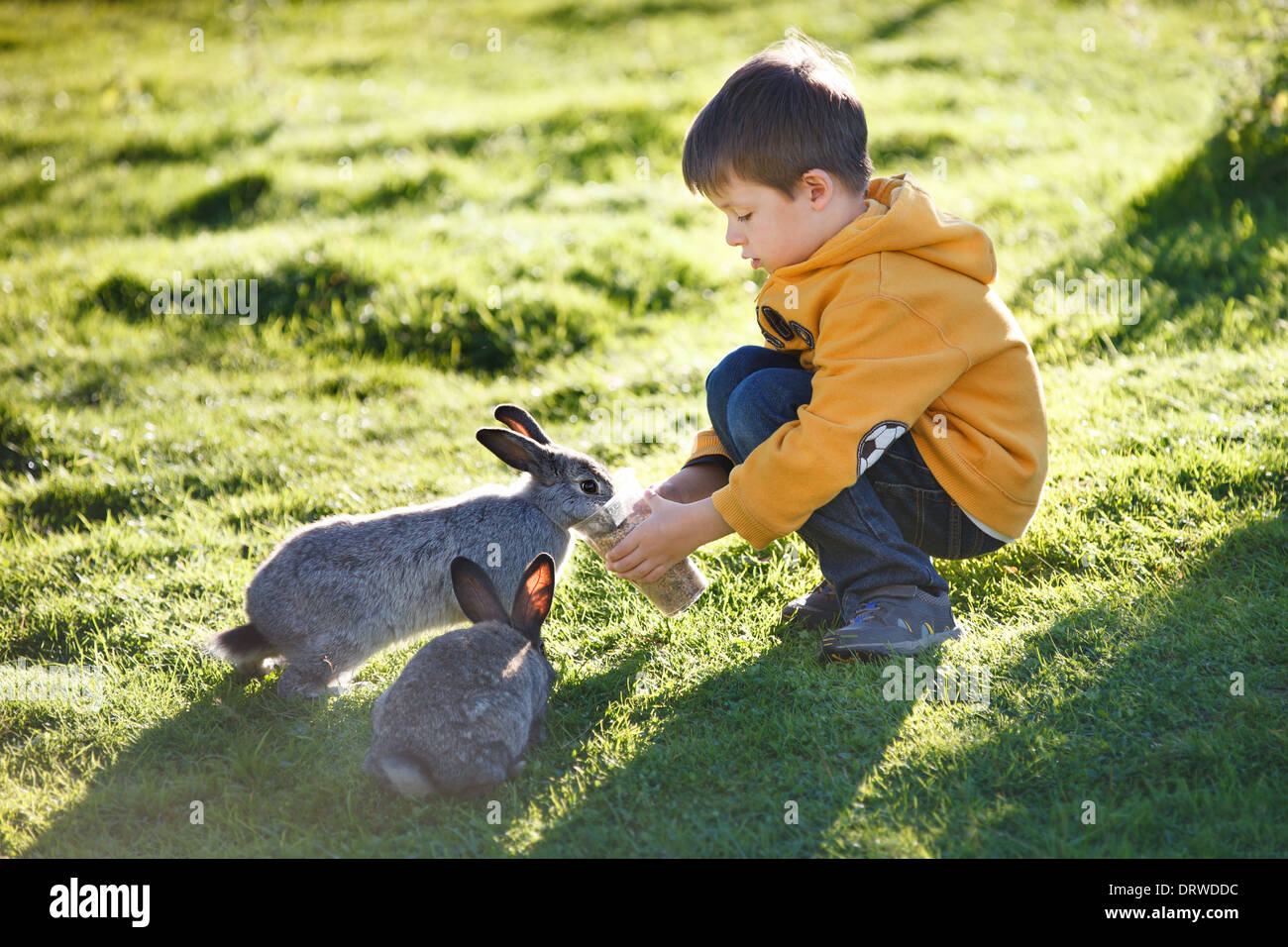 Little boy feeding two rabbits in farm Stock Photo - Alamy
