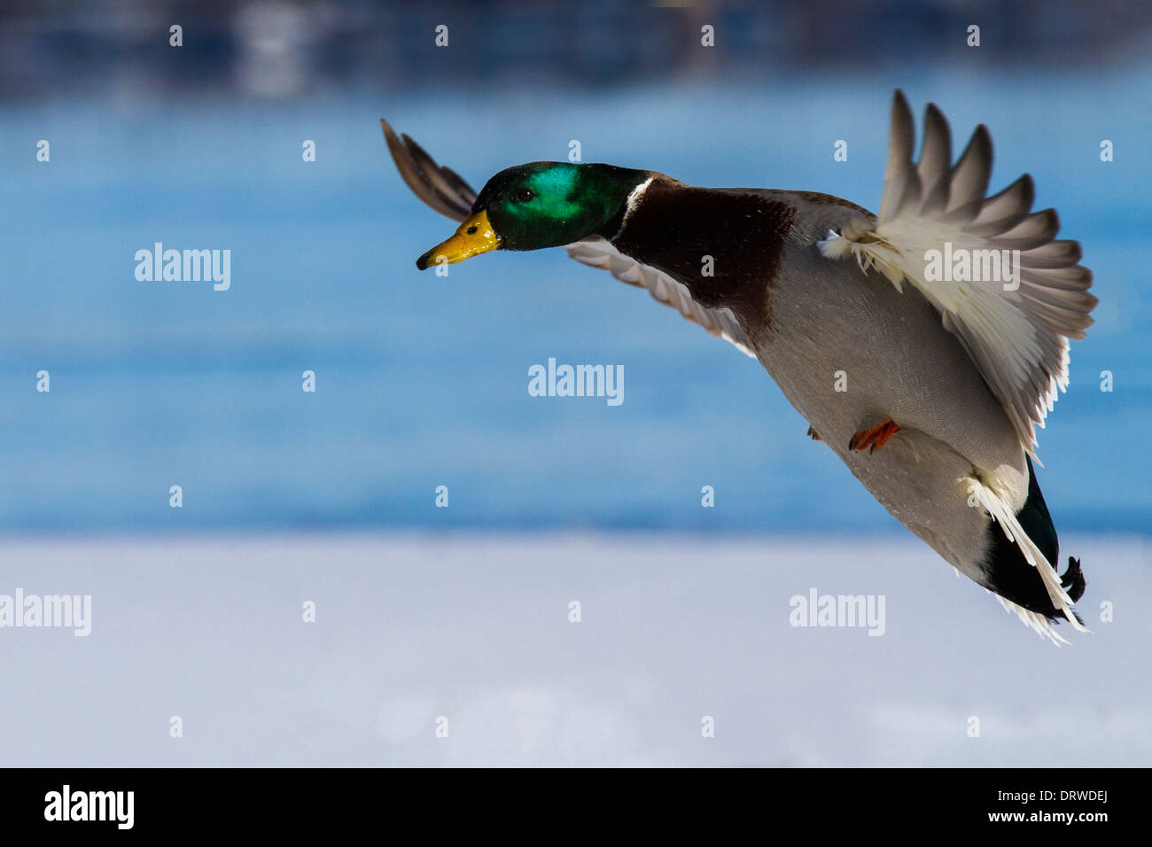 Mallard duck in flight in Canadian harsh winter Stock Photo - Alamy