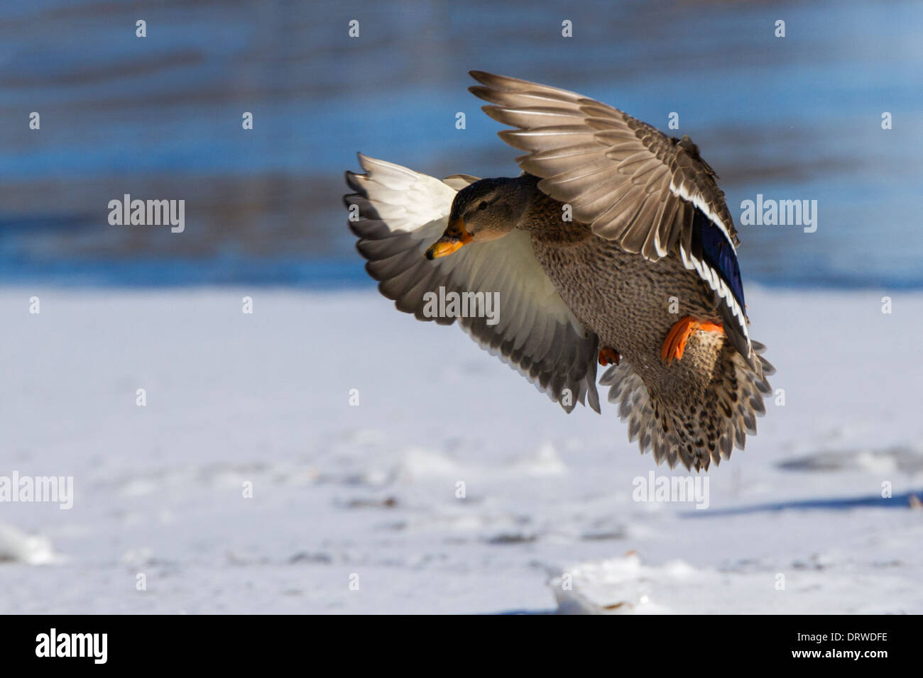 Mallard duck in flight in Canadian harsh winter Stock Photo - Alamy