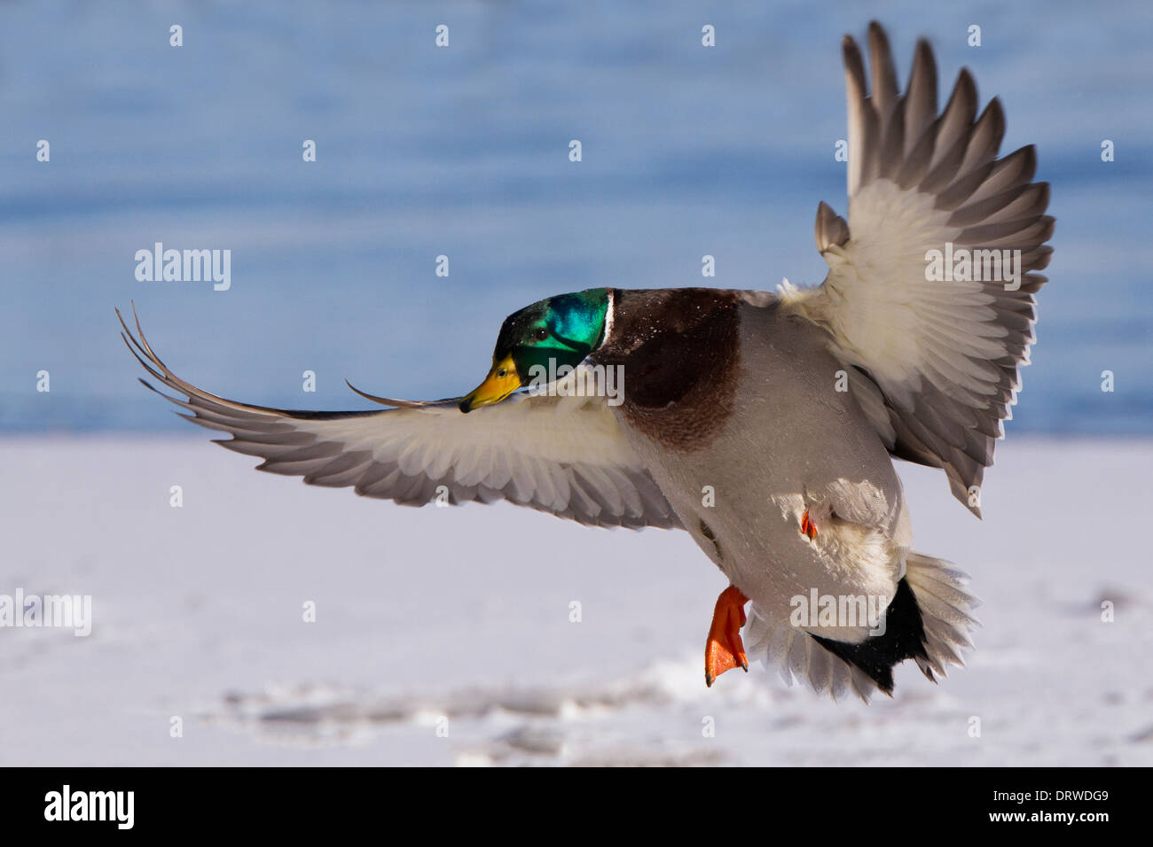 Mallard duck in flight in Canadian harsh winter Stock Photo - Alamy