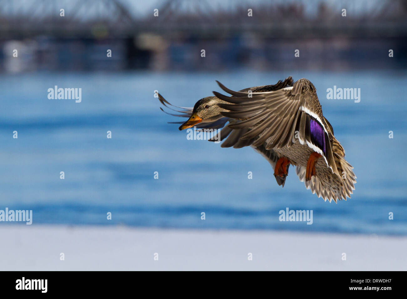 Mallard duck in flight in Canadian harsh winter Stock Photo - Alamy