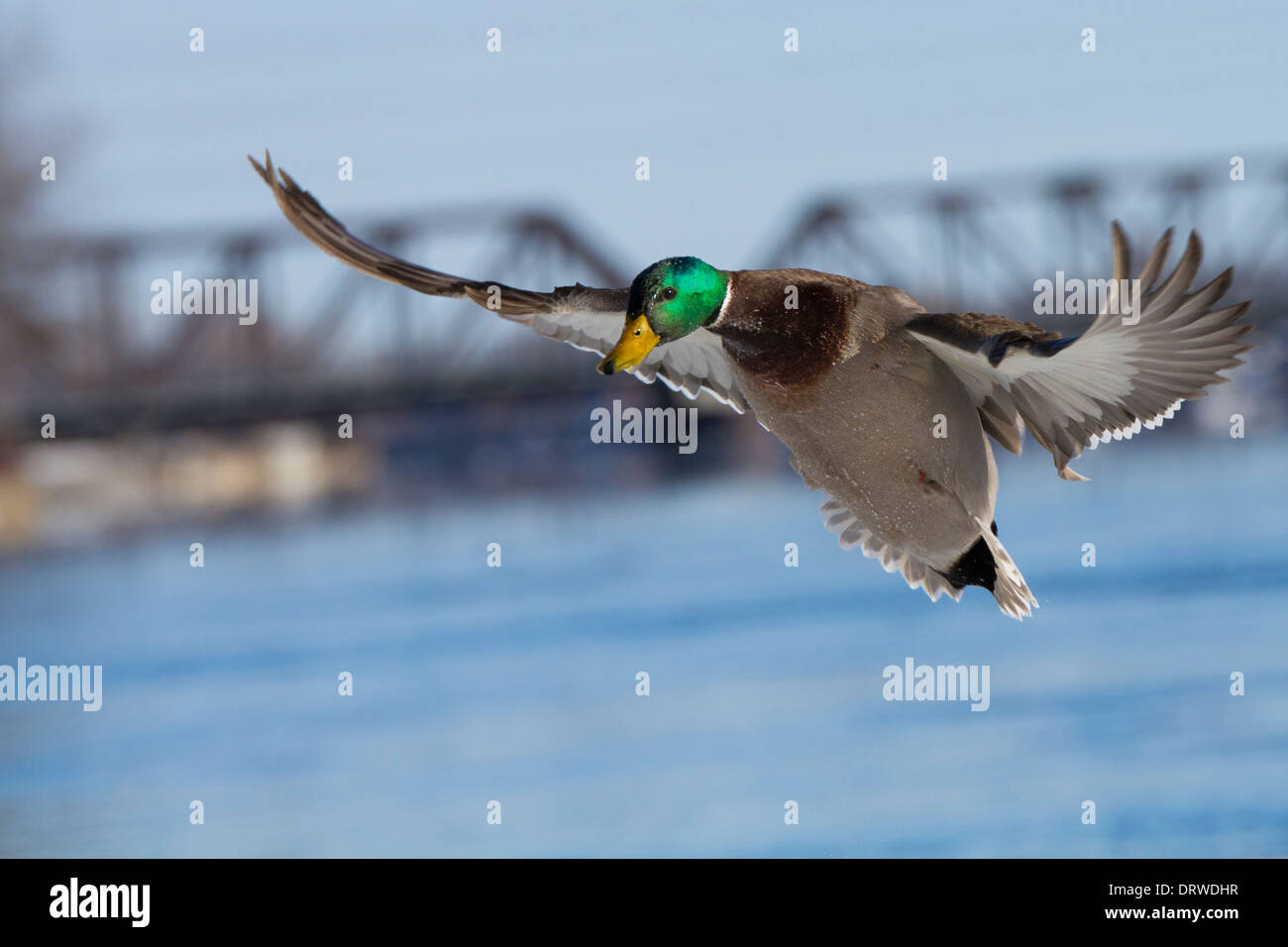Mallard duck in flight in Canadian harsh winter Stock Photo - Alamy