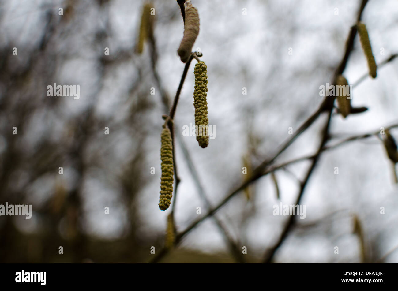 Catkin ament spring hi-res stock photography and images - Alamy