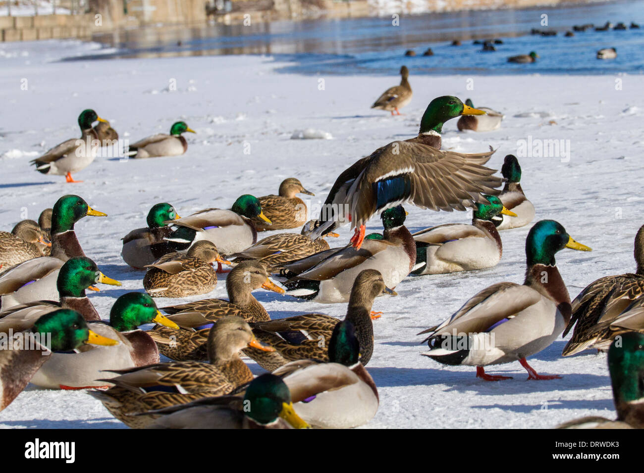 Mallard ducks in flight in Canadian harsh winter Stock Photo - Alamy