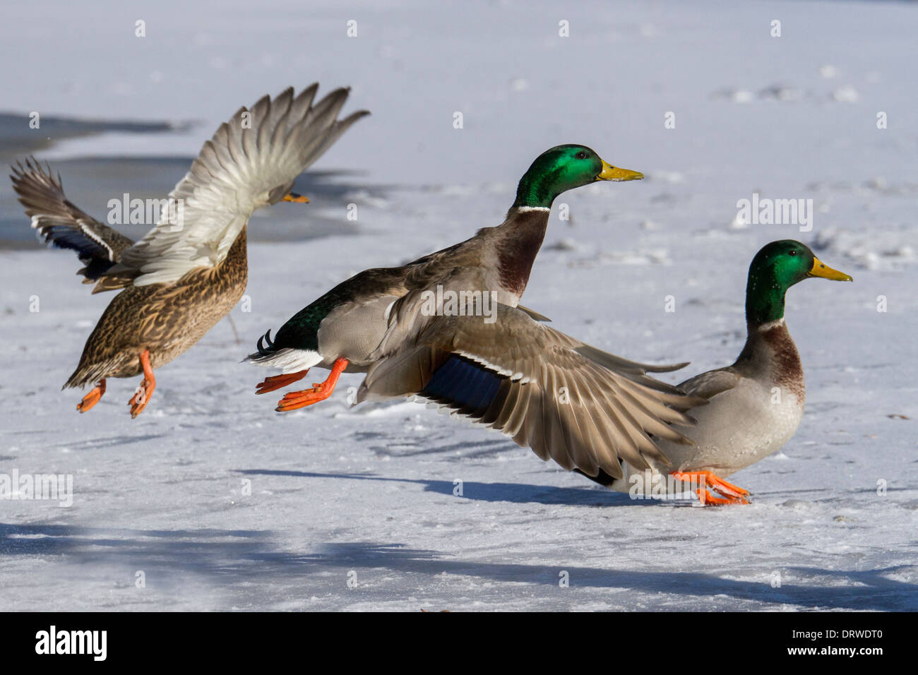 Mallard duck in flight hi-res stock photography and images - Alamy