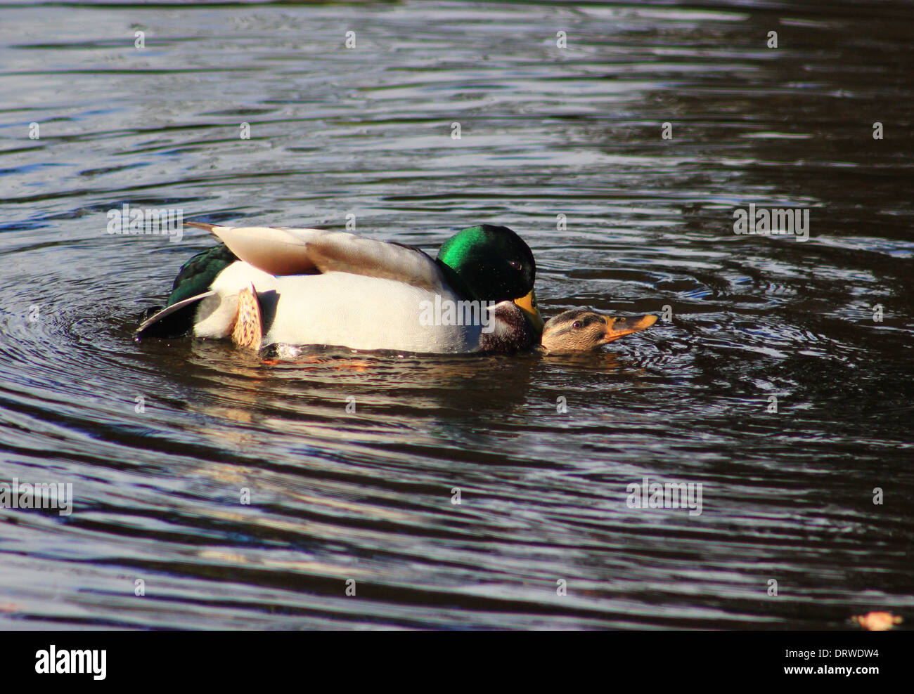 Mallard duck male female mating hi-res stock photography and images - Alamy