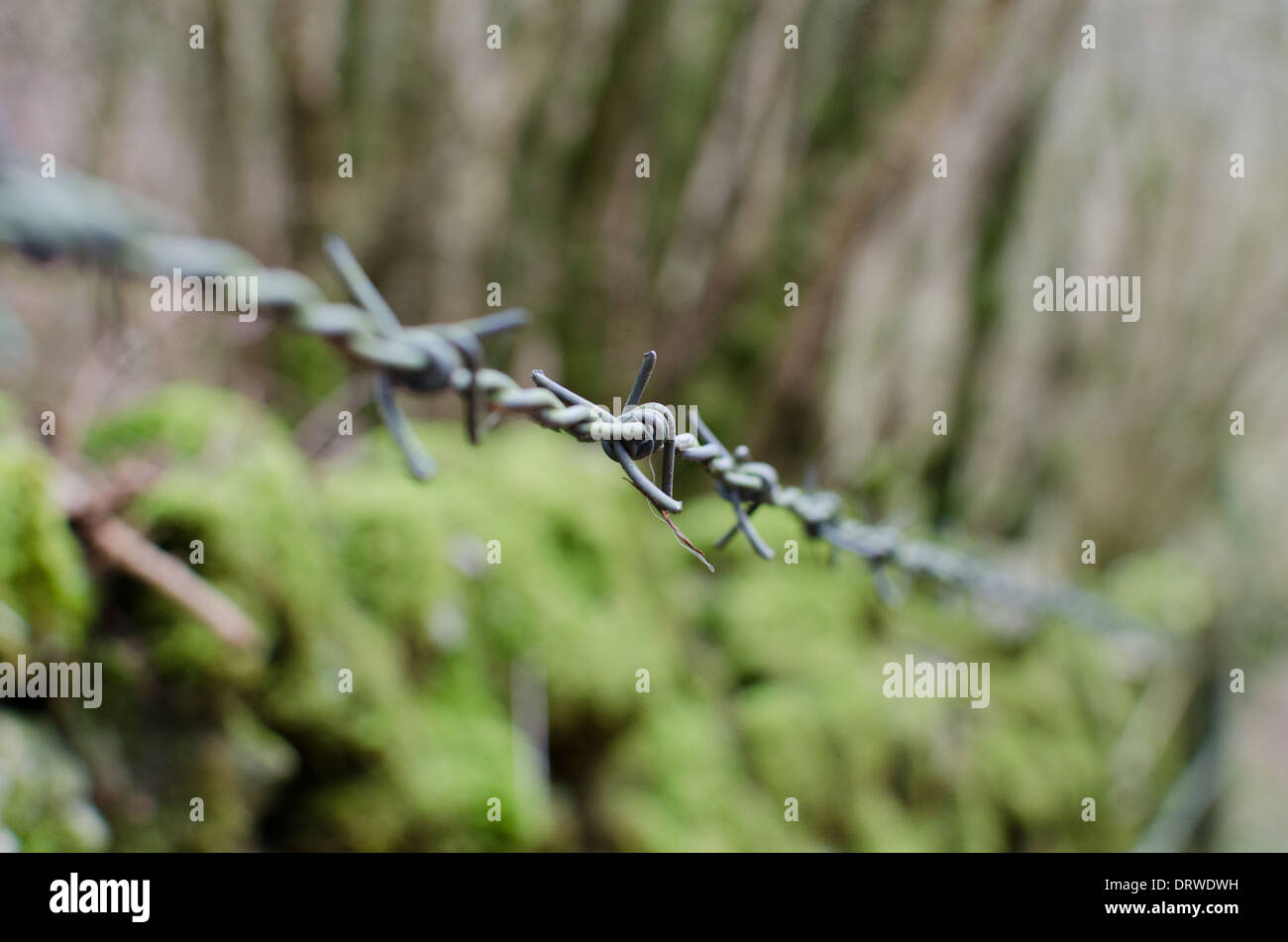 Spike wire hi-res stock photography and images - Alamy