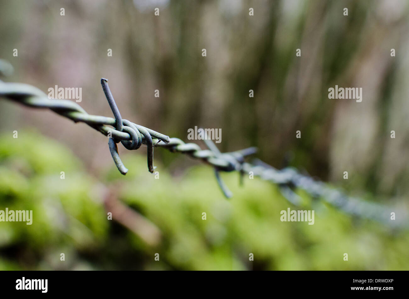 Spike wire hi-res stock photography and images - Alamy