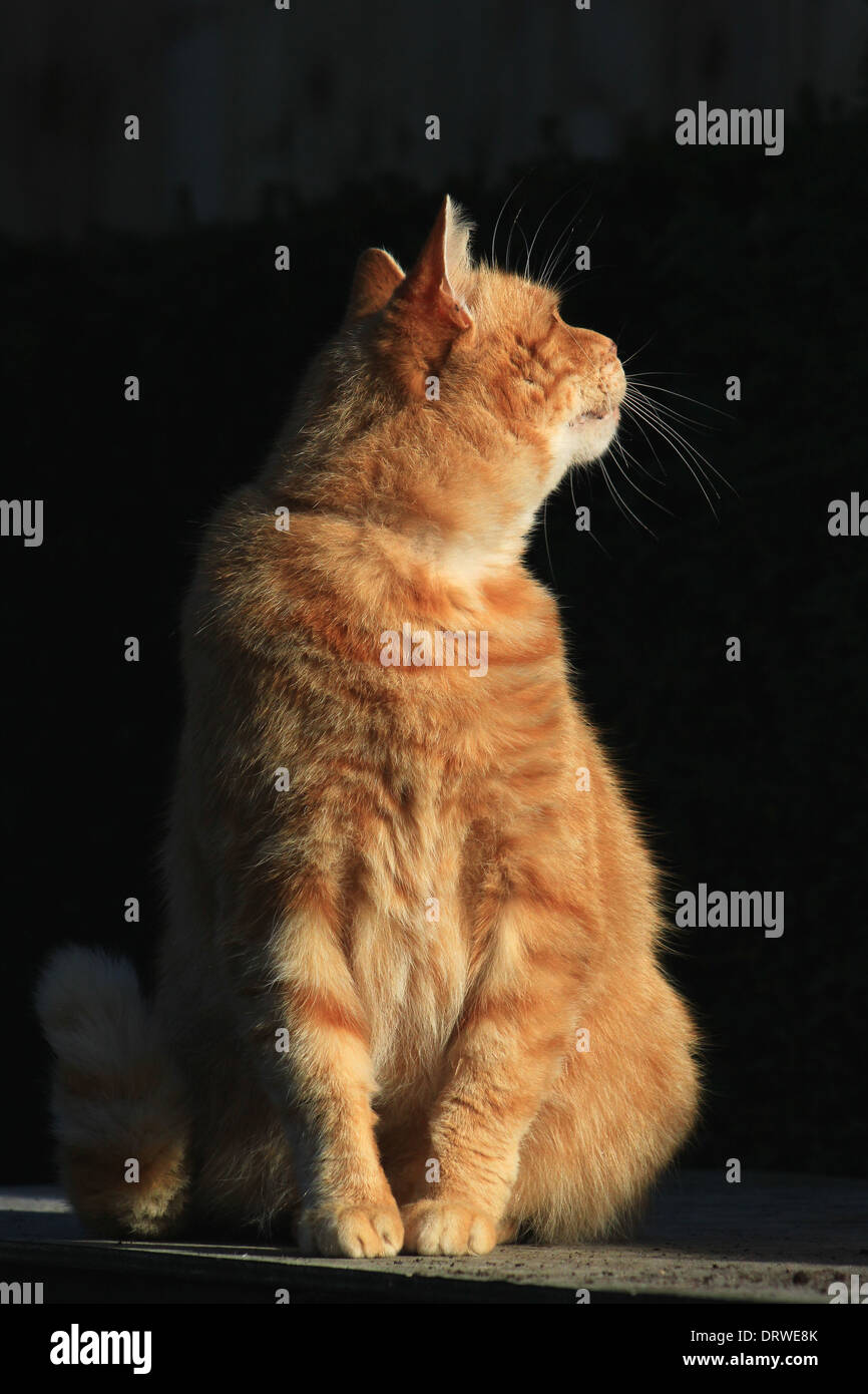 Strong cat hi-res stock photography and images - Alamy