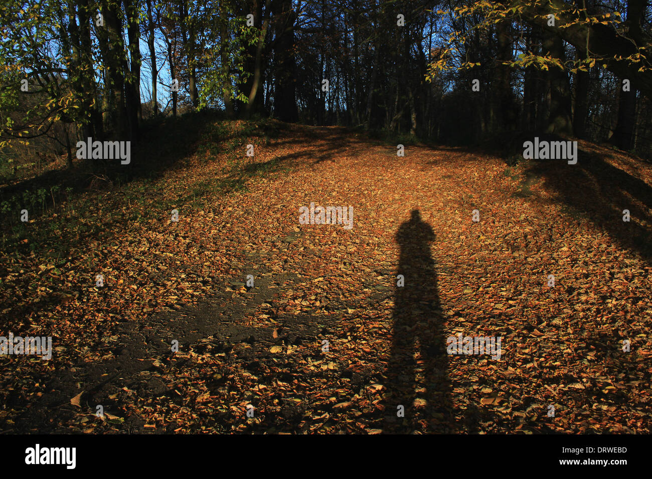 Shadow of leaves hi-res stock photography and images - Alamy