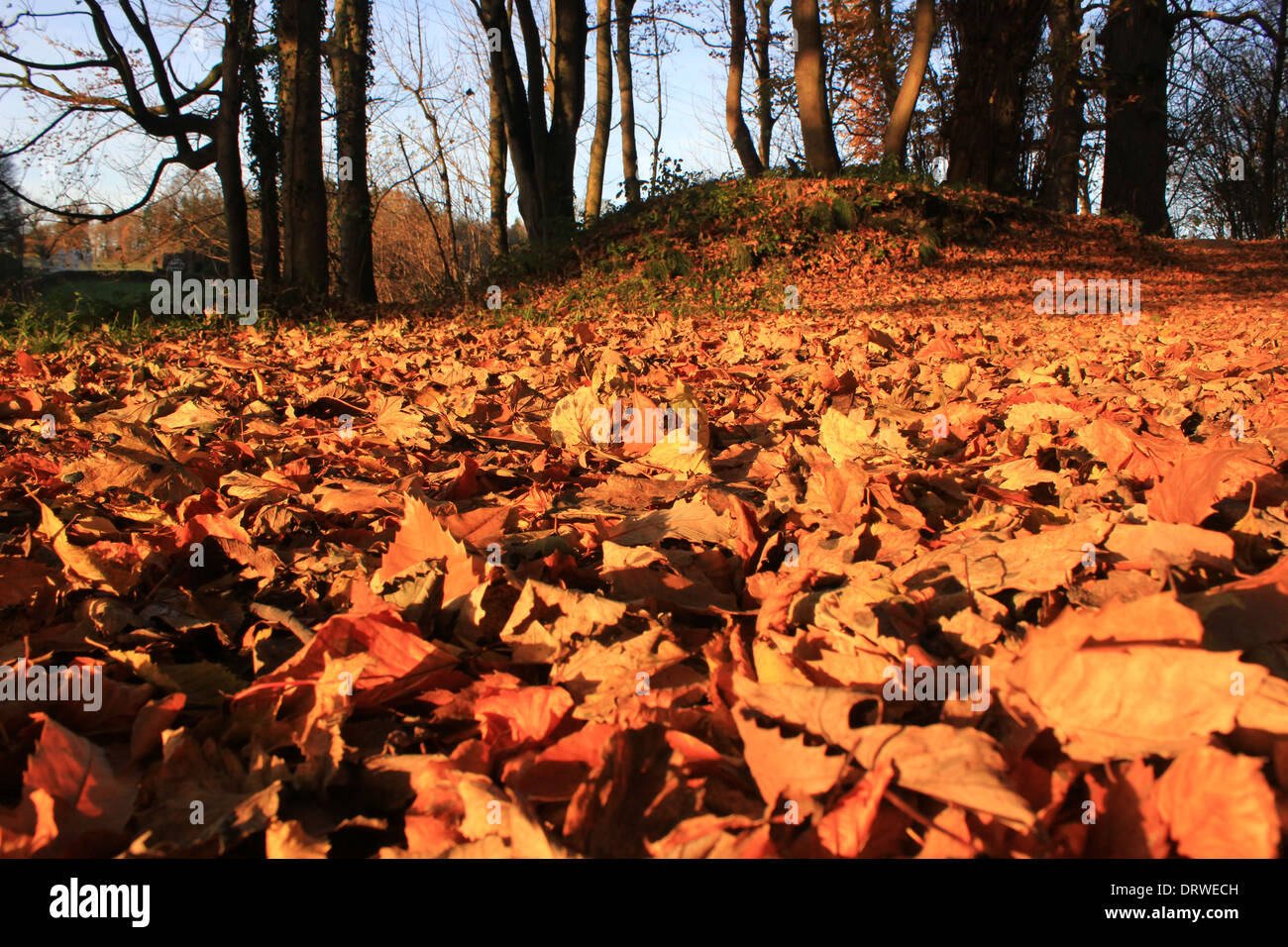 Autumn leaves oak hi-res stock photography and images - Alamy