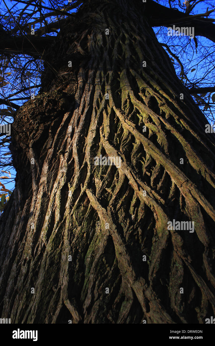 Sweet chestnut trunk Stock Photo - Alamy