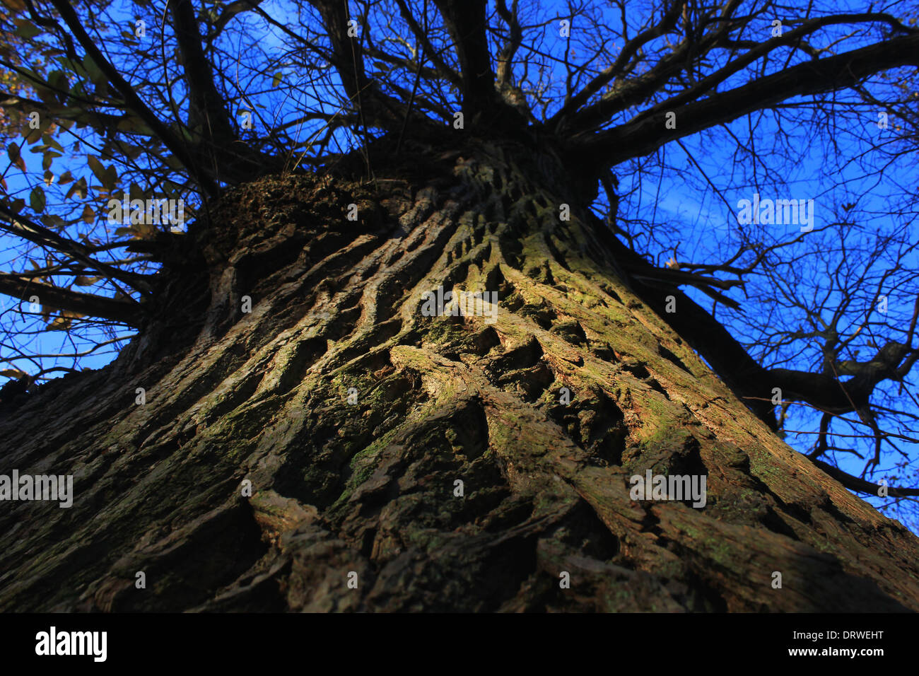 Sweet chestnut trunk Stock Photo - Alamy
