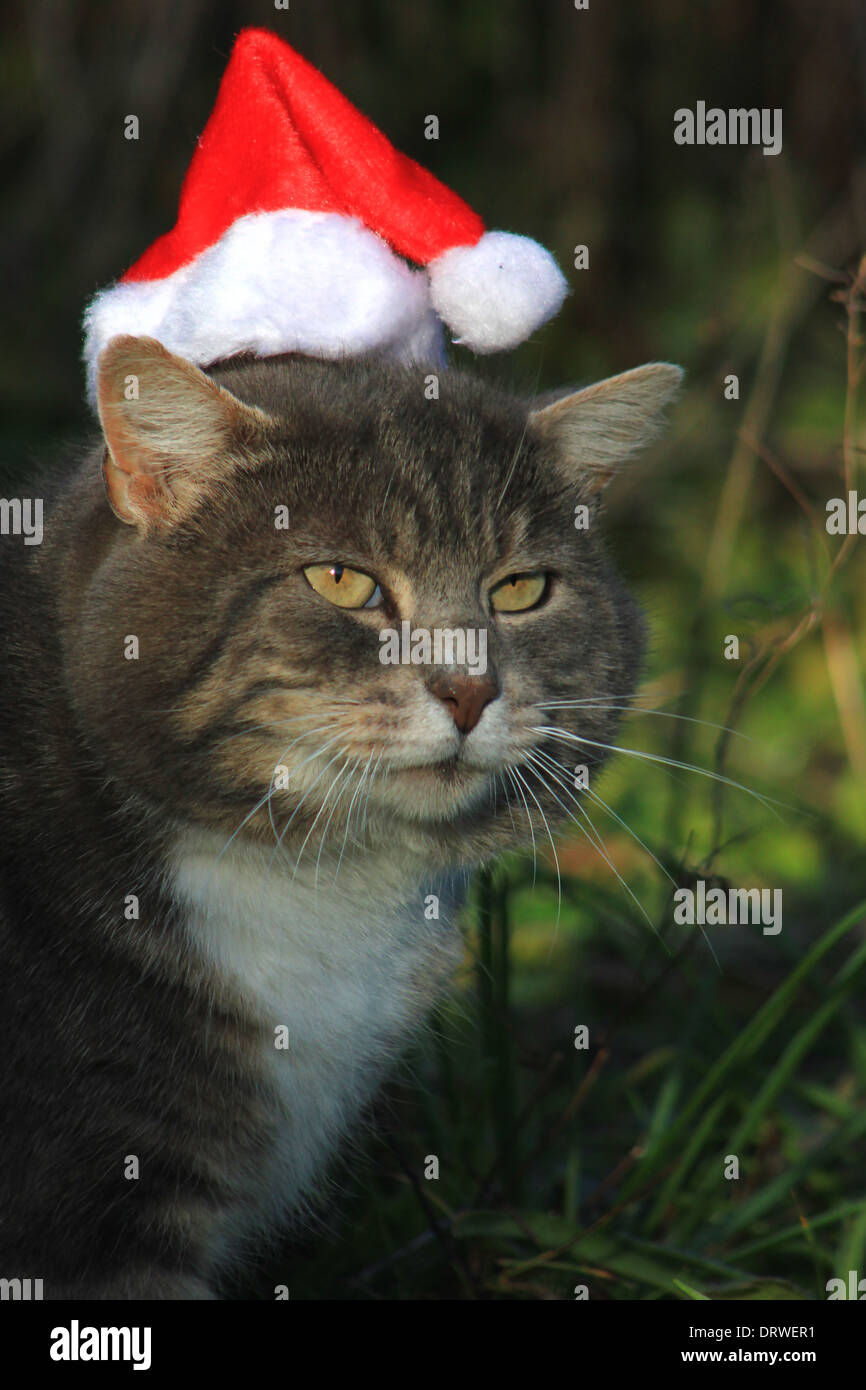 Cat santa hat hi-res stock photography and images - Alamy