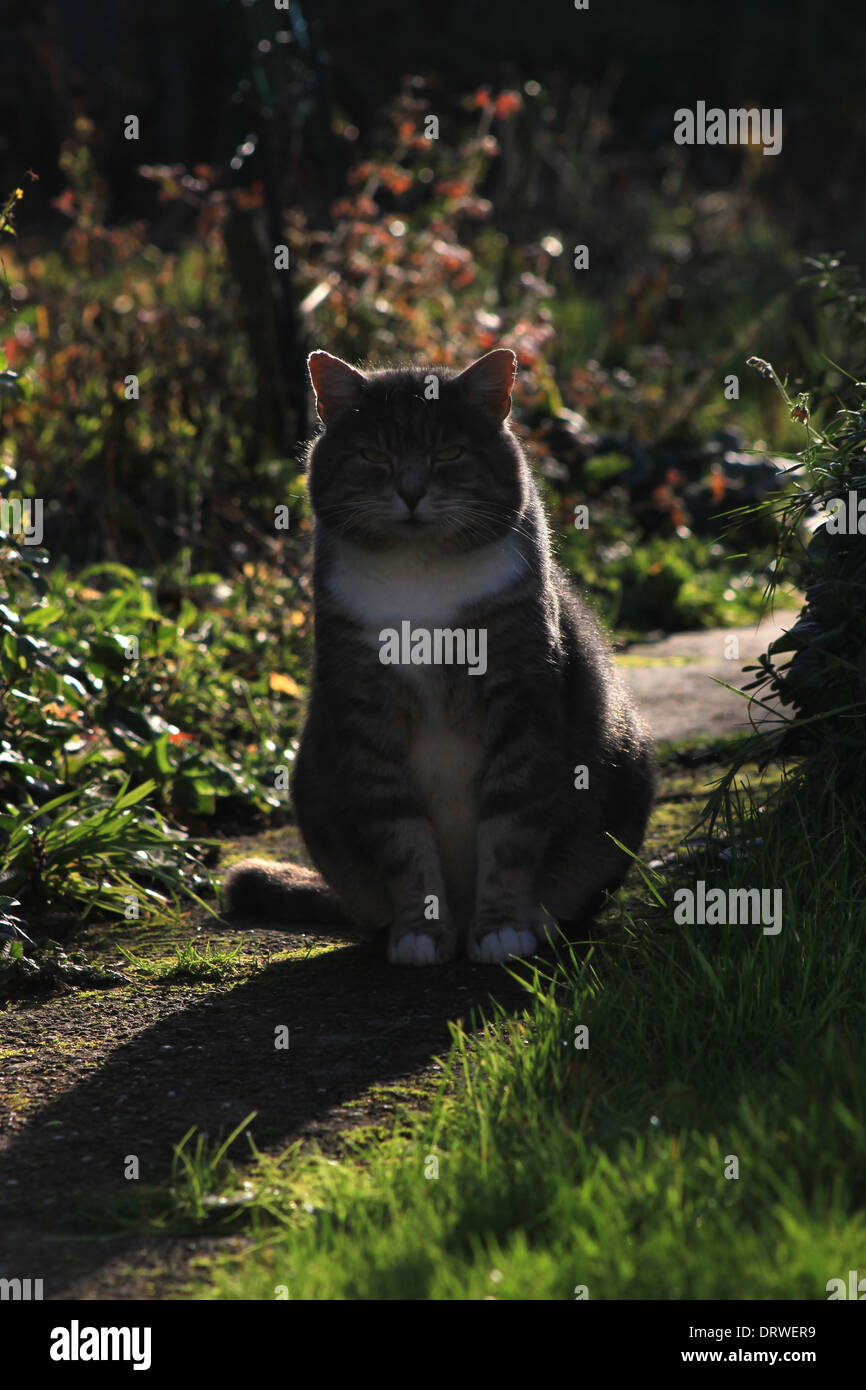 Weeds on garden path hi-res stock photography and images - Alamy