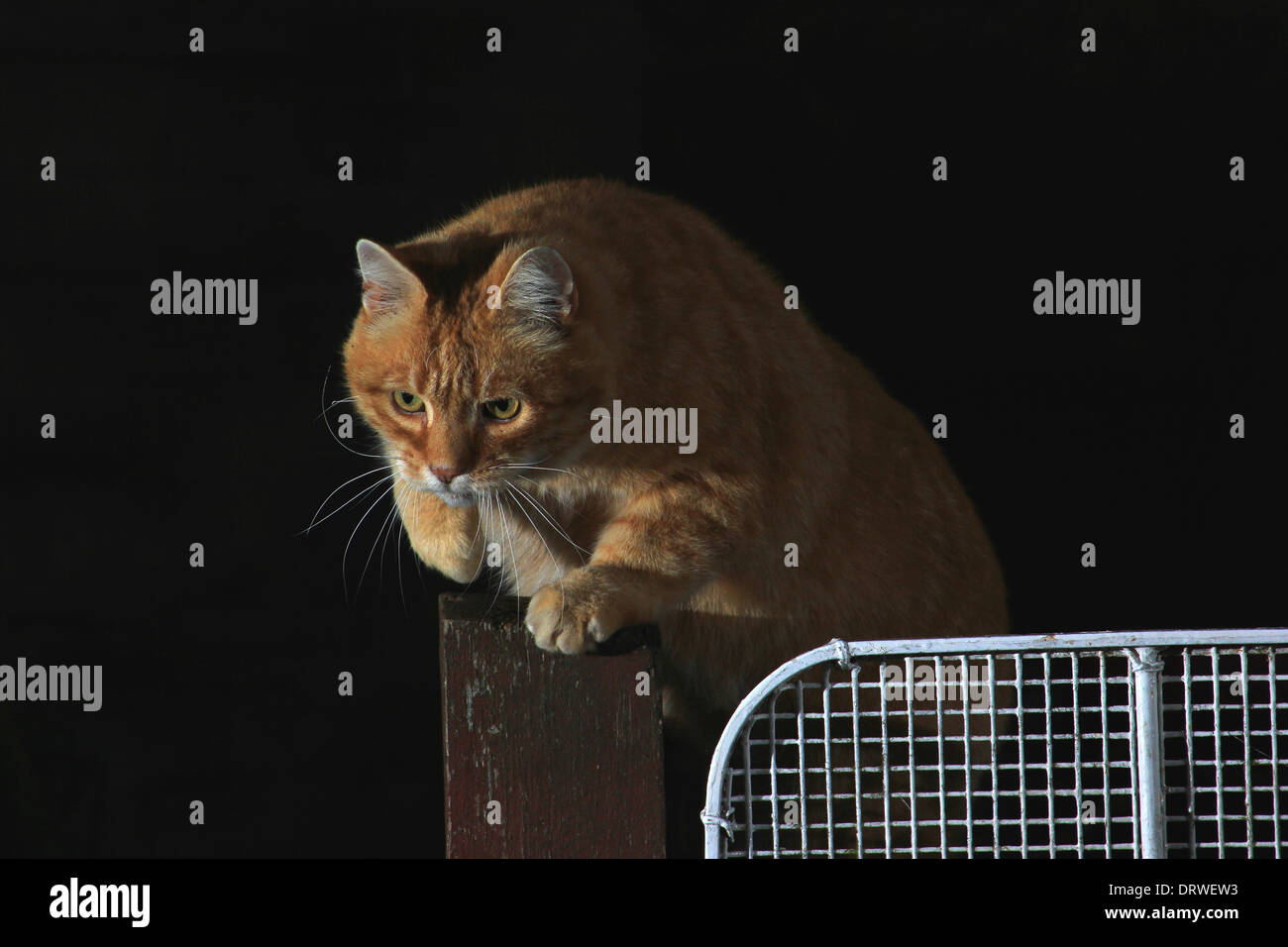 Ginger cat climbing over gate at night Stock Photo - Alamy