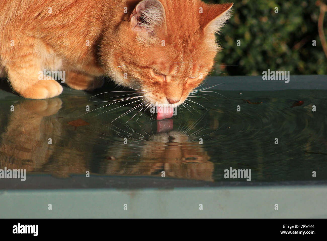 Puddle of rainwater hi-res stock photography and images - Alamy