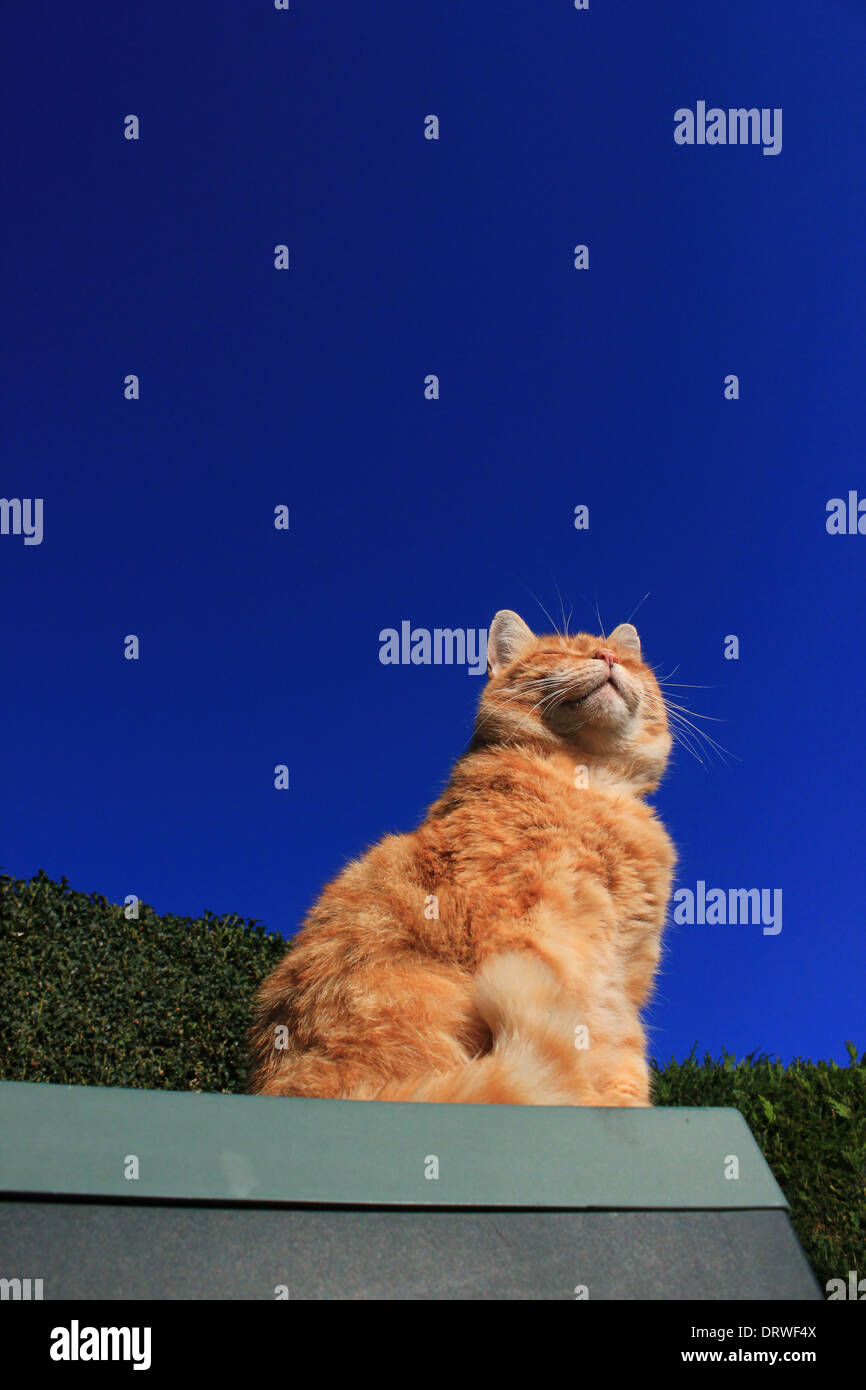 Ginger cat sunbathing Stock Photo - Alamy