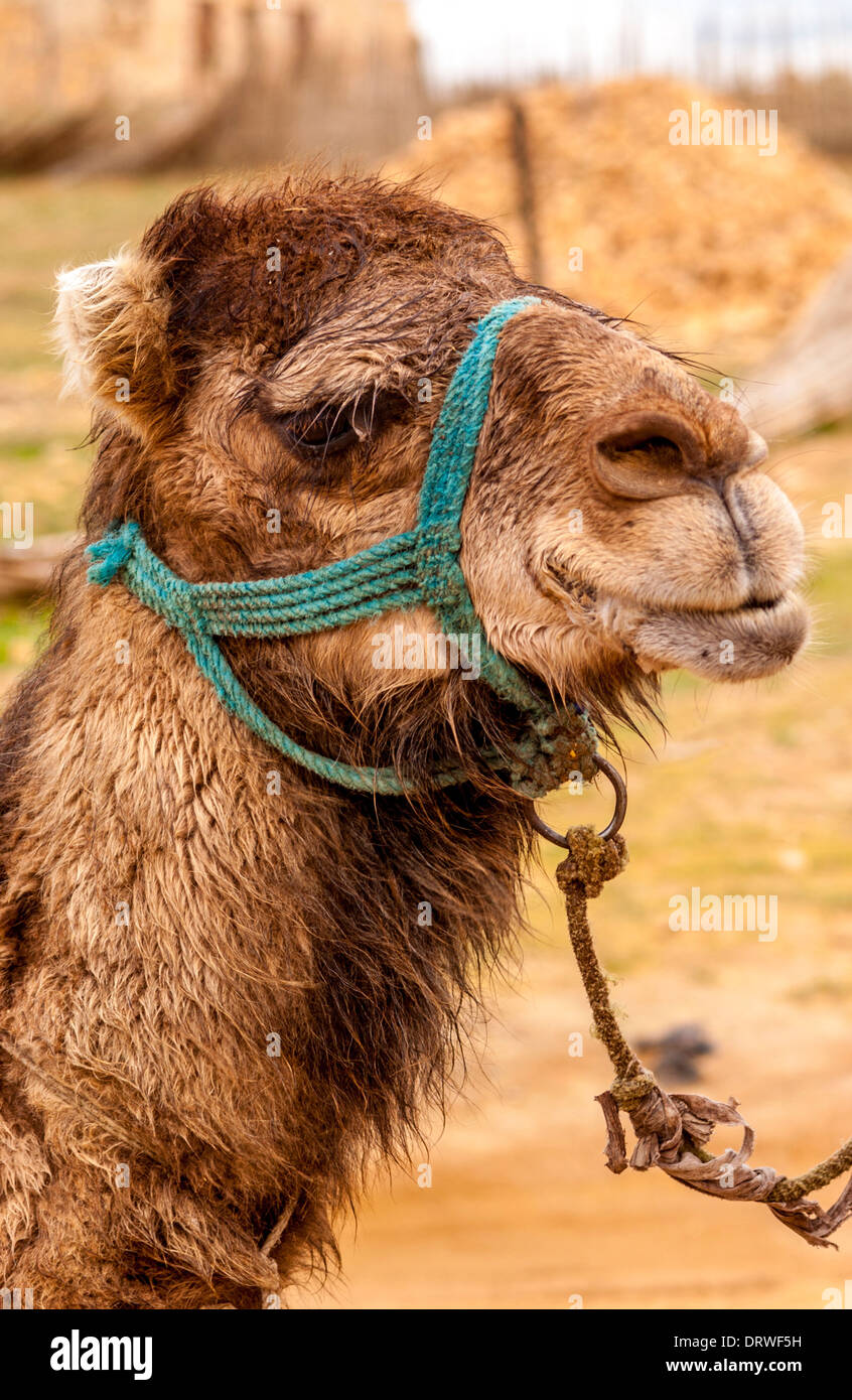 Camel nostril hi-res stock photography and images - Alamy