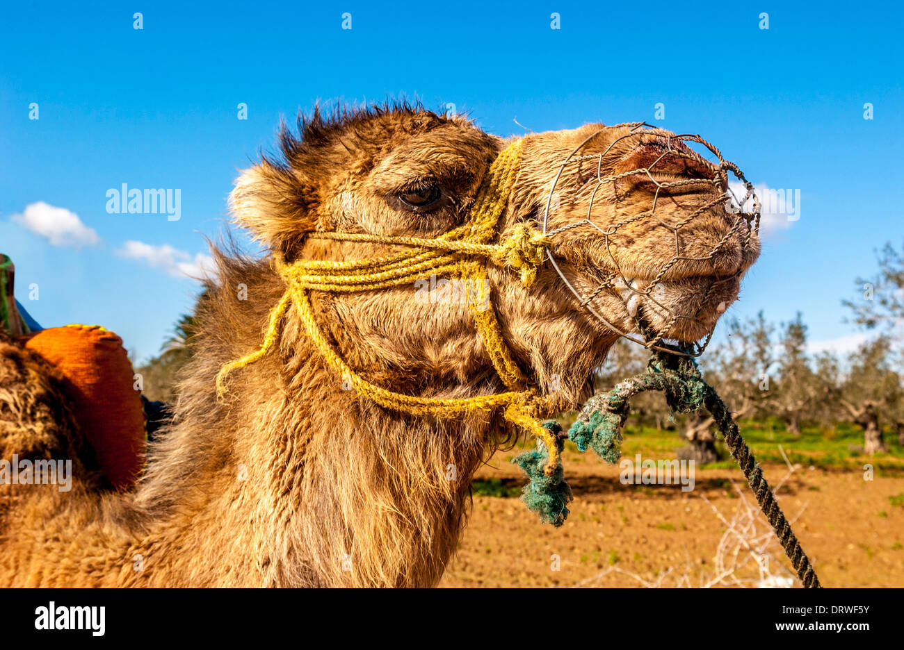 Muzzled hi-res stock photography and images - Alamy