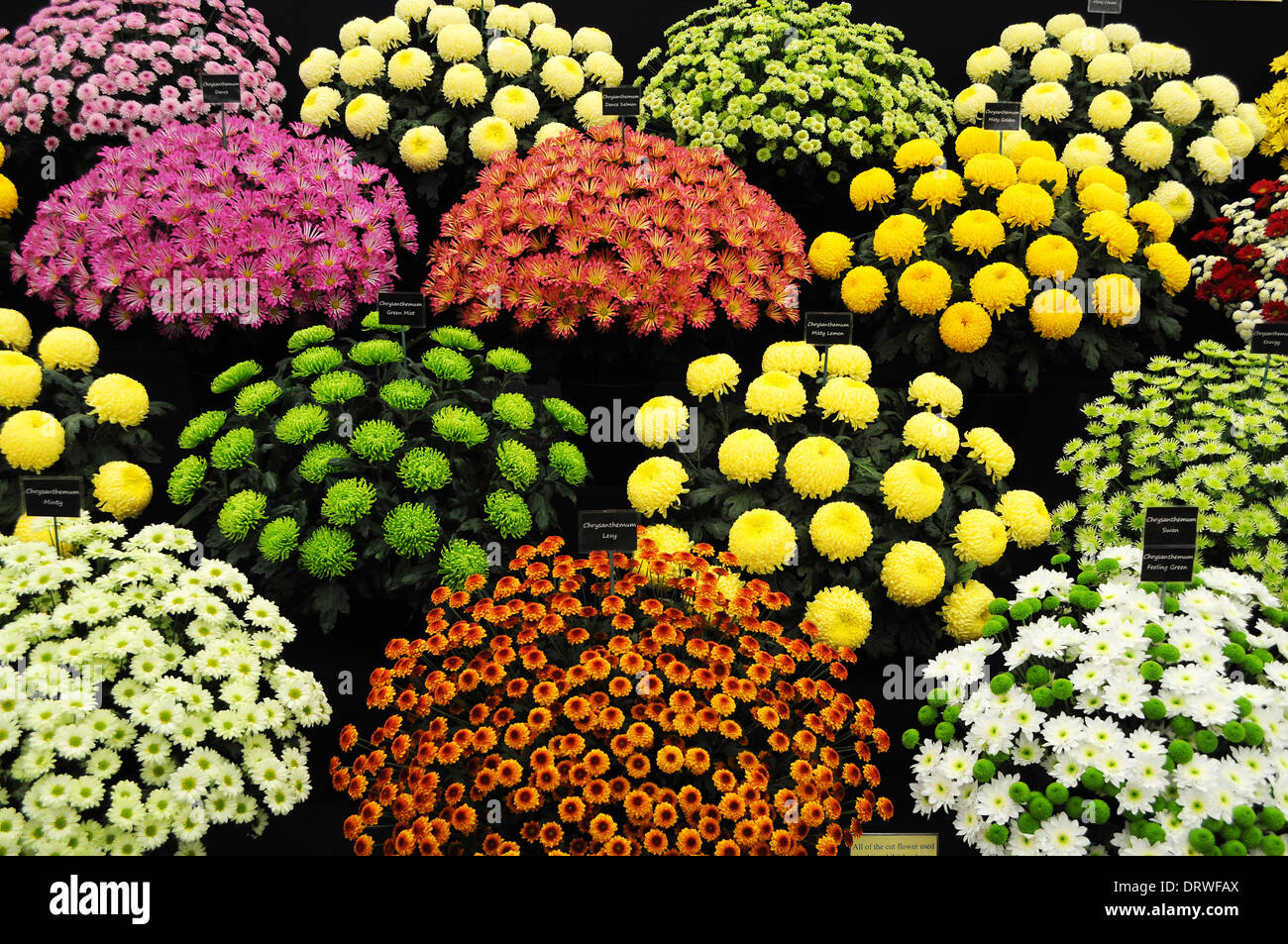 Chrysanthemums hi-res stock photography and images - Alamy