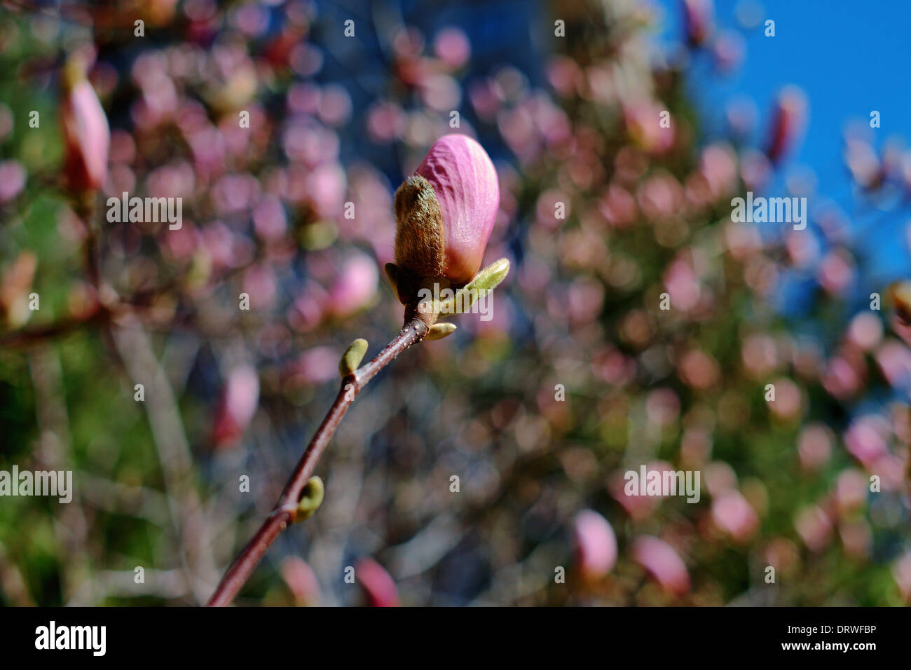 Terminal bud hi-res stock photography and images - Alamy
