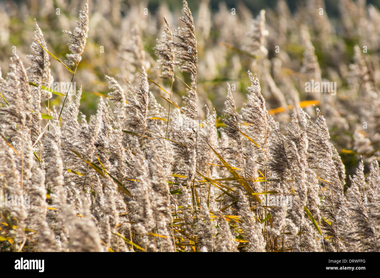 Common reed uk hi-res stock photography and images - Alamy