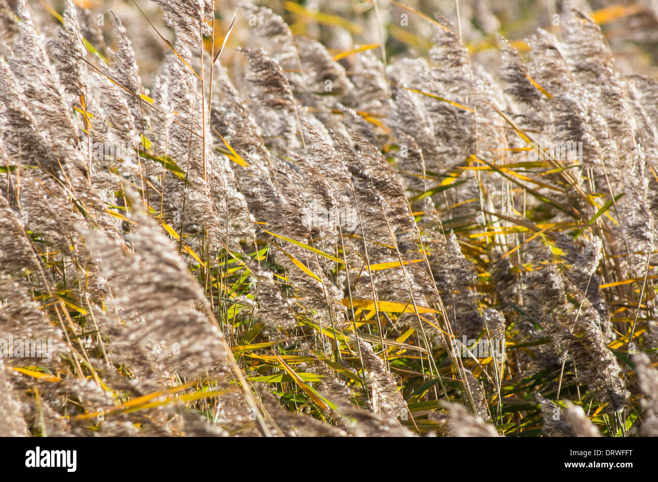 Common reed uk hi-res stock photography and images - Alamy