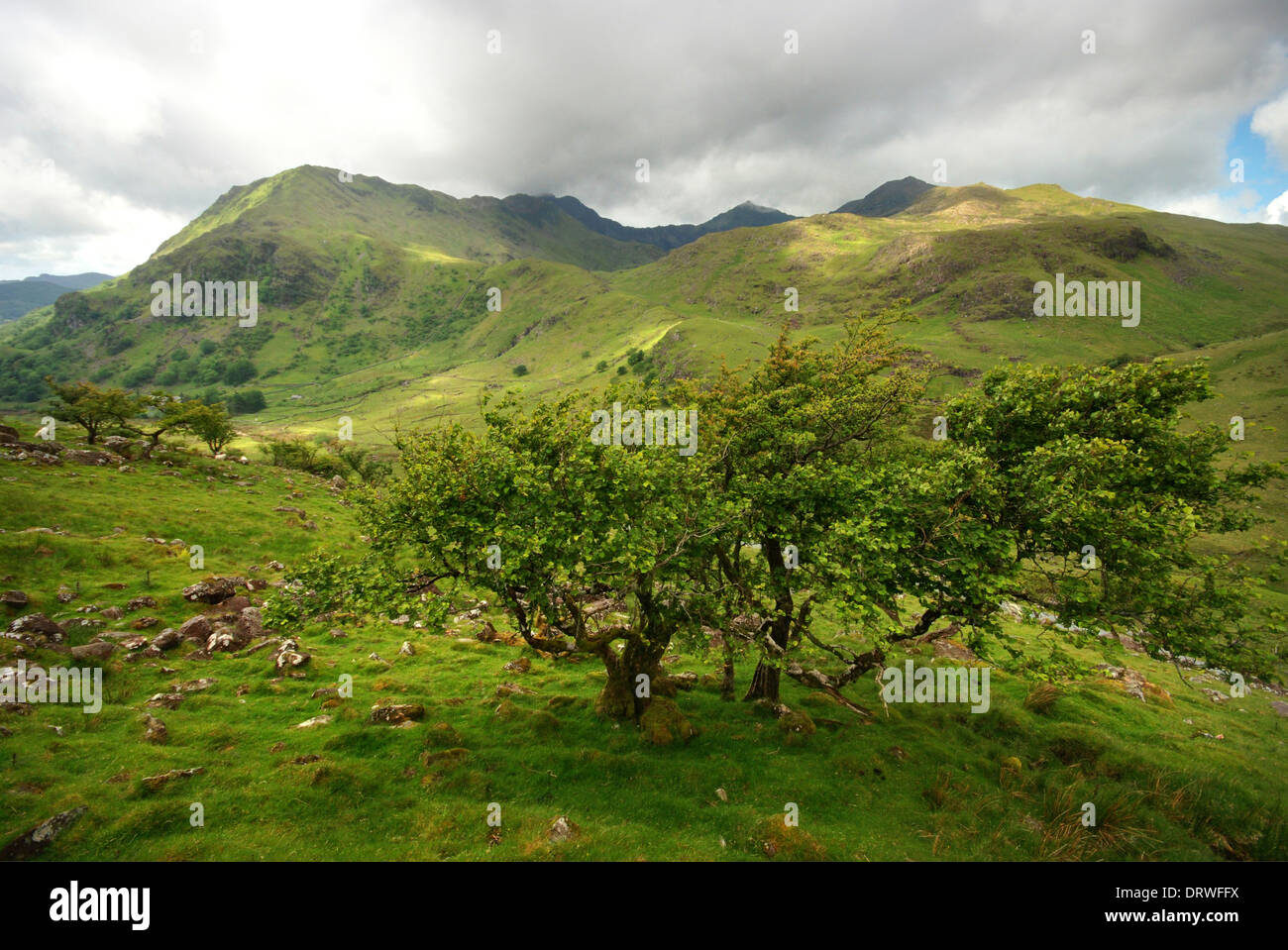 Trees in the wind, in the Welsh valley of Nant Gwynant, Snowdonia Stock ...