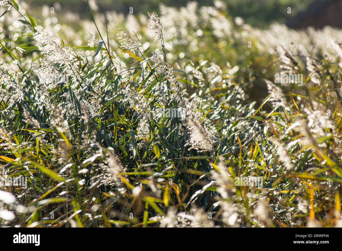 Common flora hi-res stock photography and images - Alamy
