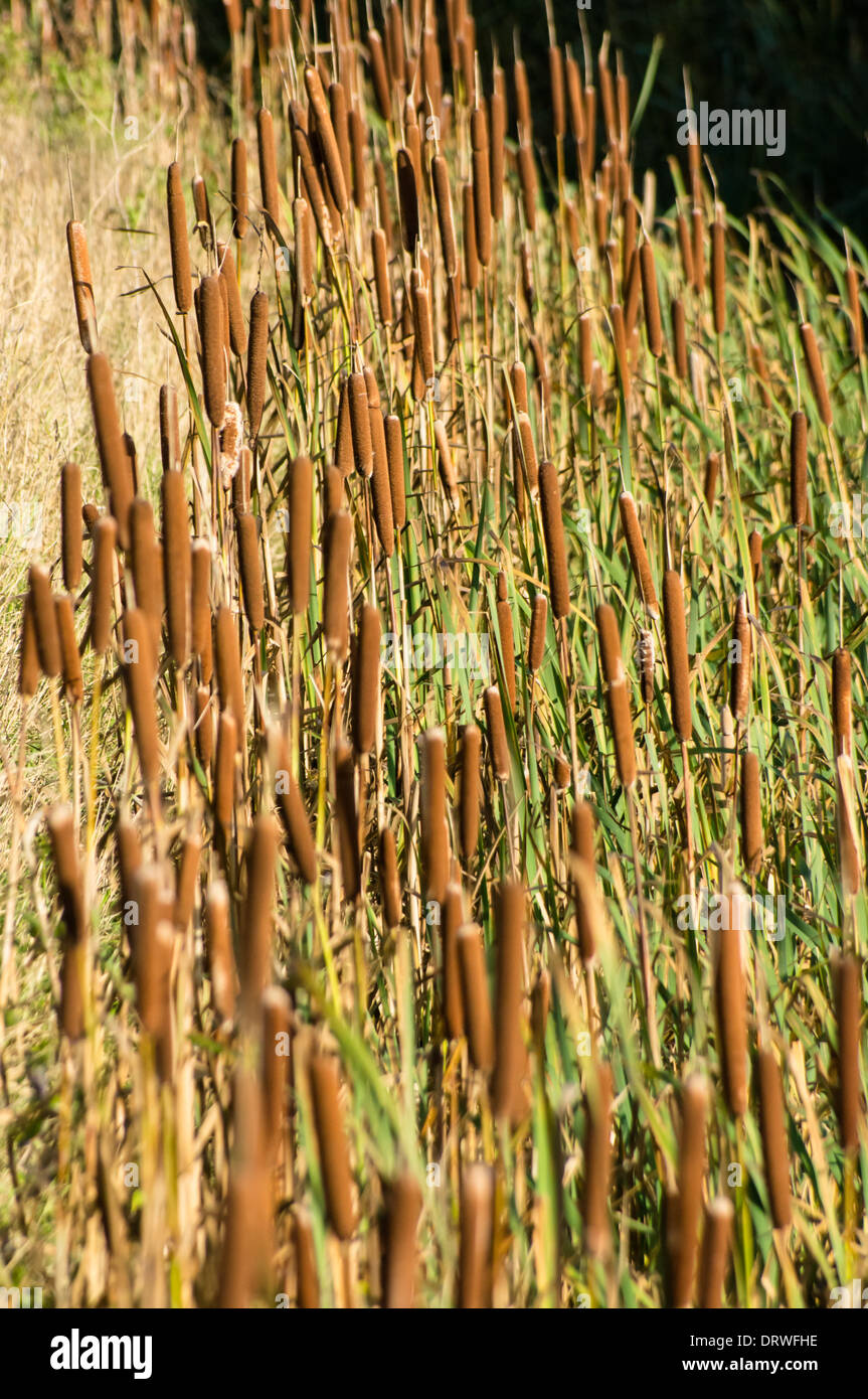 Growing on riverbank hi-res stock photography and images - Alamy