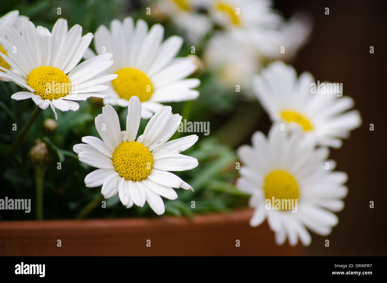 Daisy like white flowers hi-res stock photography and images - Alamy