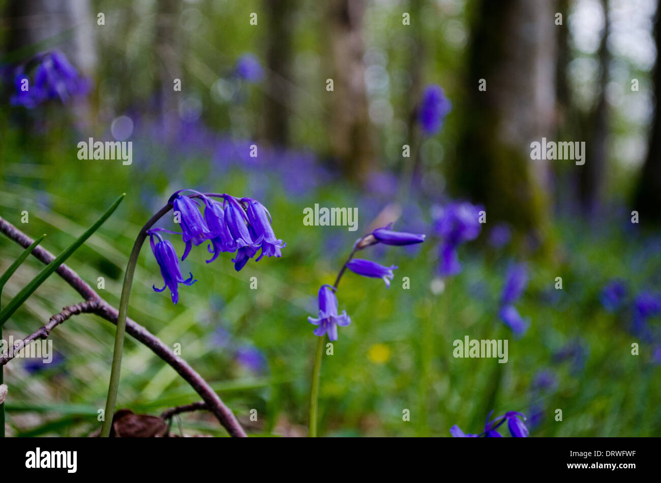 Bluebells in spring woodland Stock Photo - Alamy